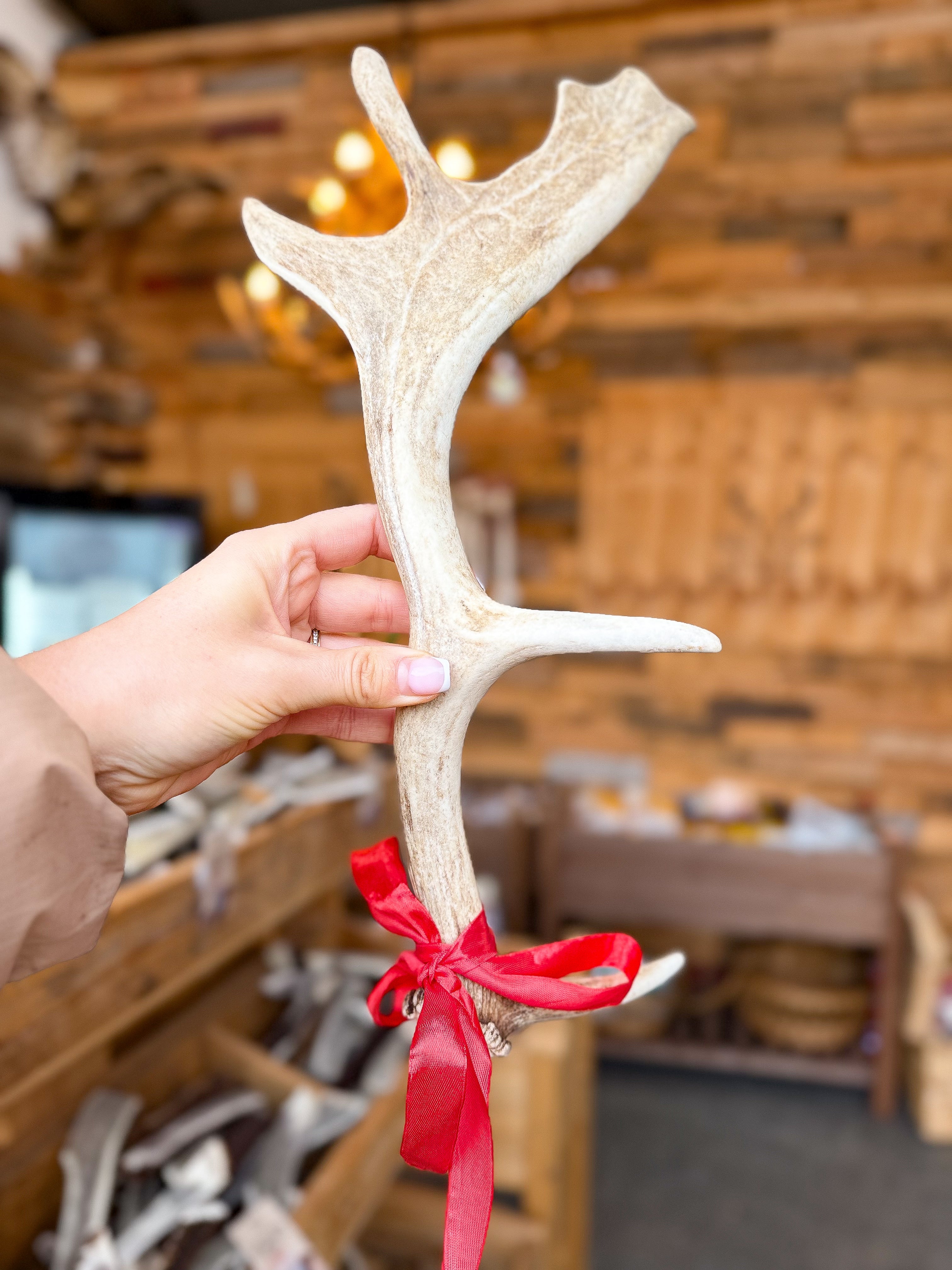 Fallow Deer Full Antler – 354g / 39cm – Antler Chew